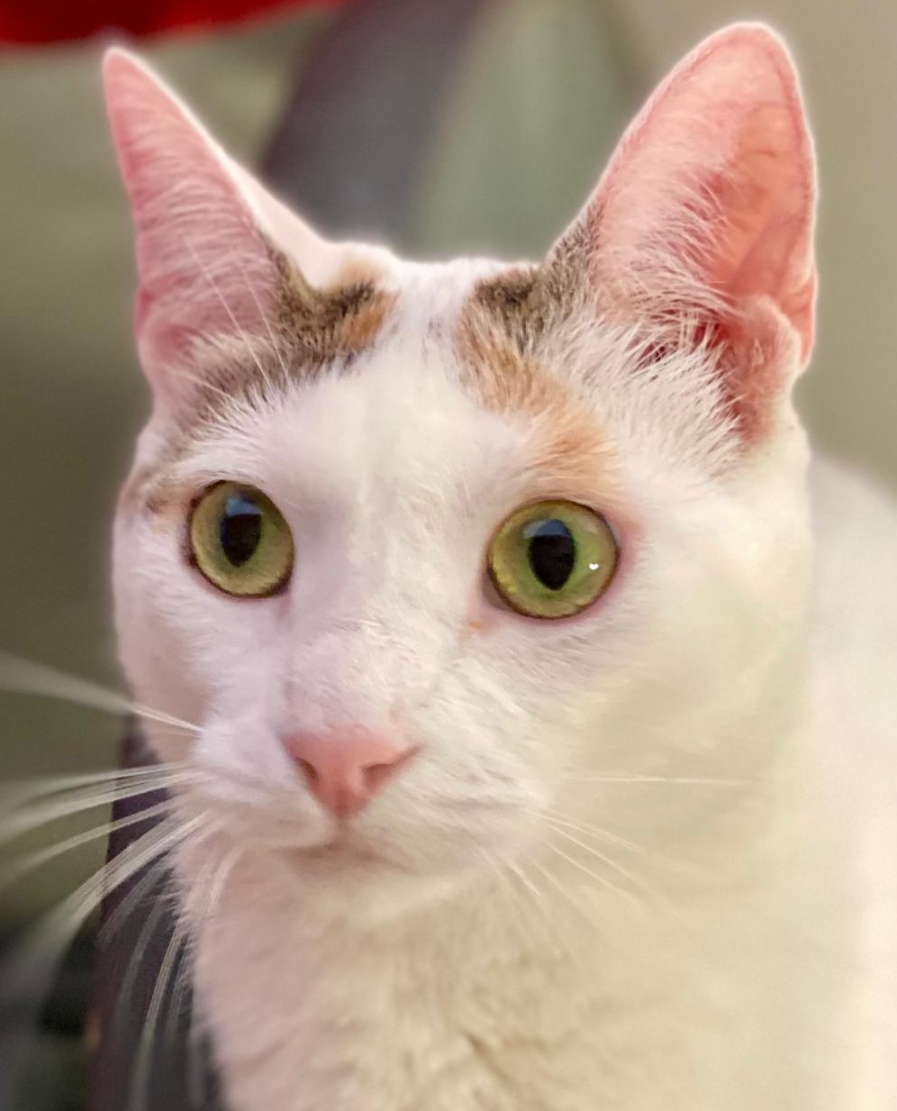 Meli - Cats Because We Care